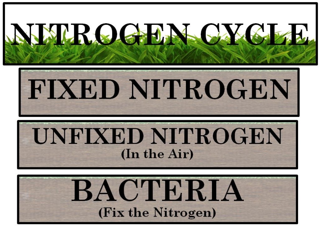 Active Anchor Chart Nitrogen Cycle - TreeTopSecret Education